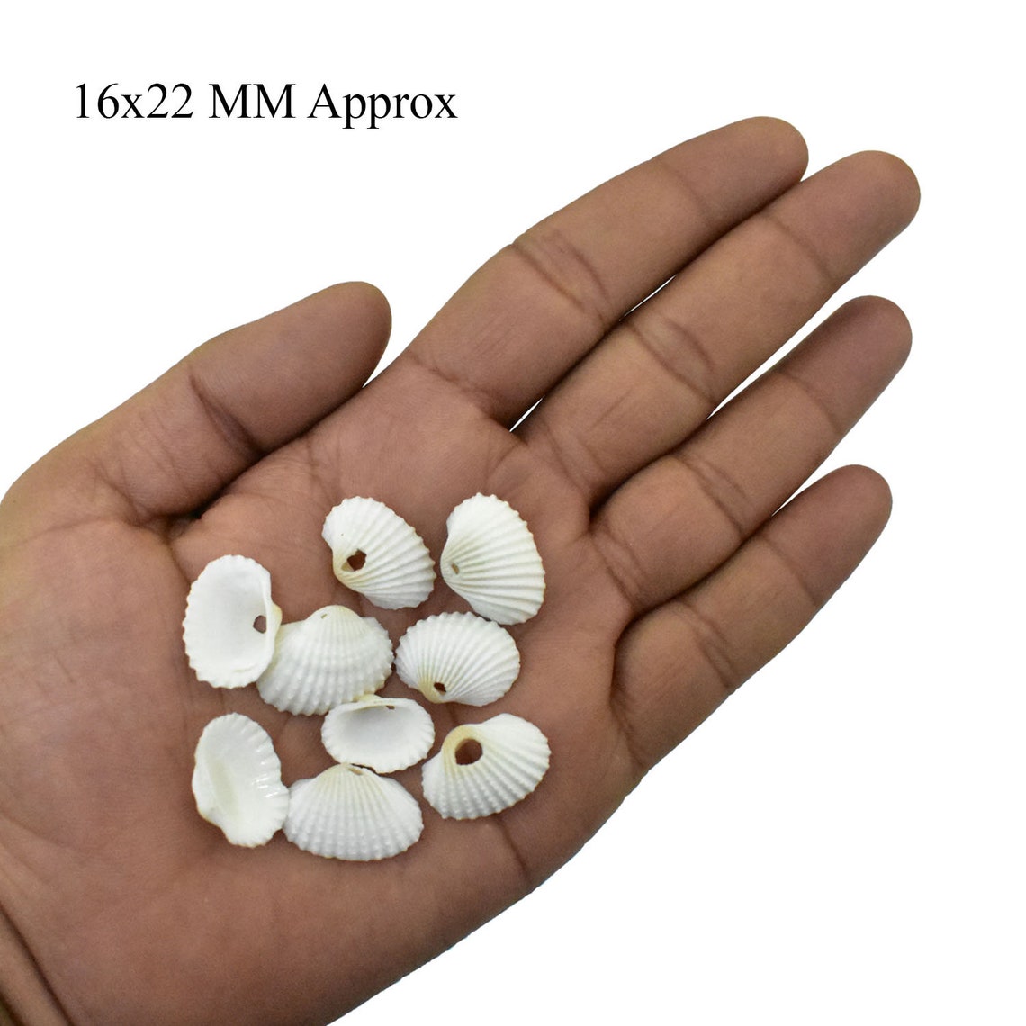 Cup Shell Beads Tiny Sea Shells Natural Small Seashellscraft - Etsy