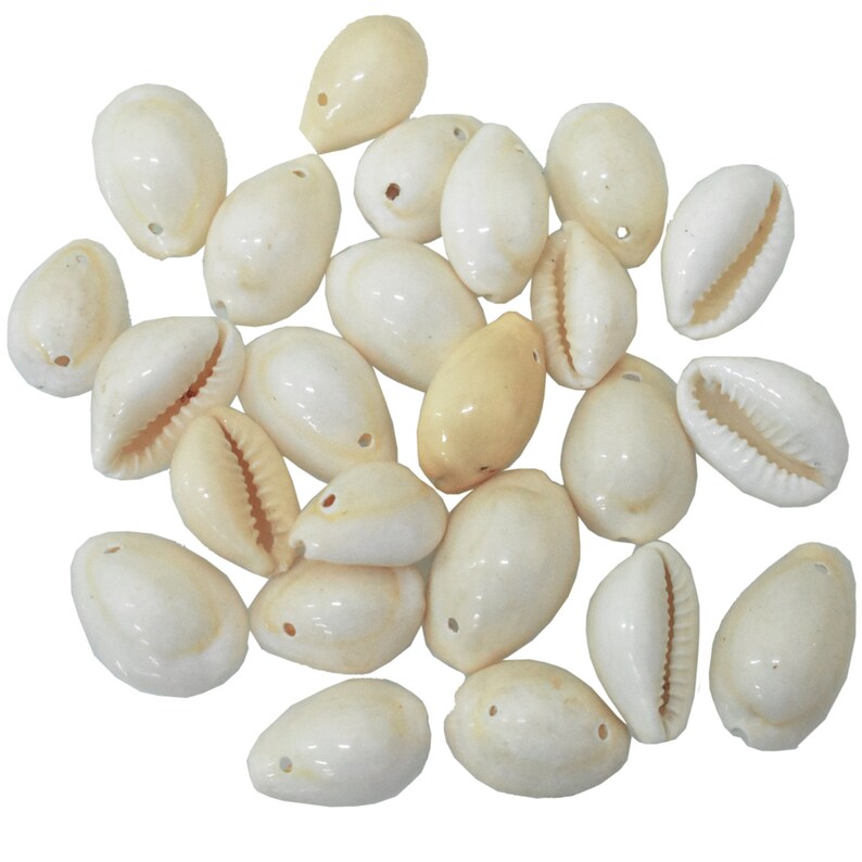 Cowries Seashell Natural Seashell Beach Decor Single Hole - Etsy