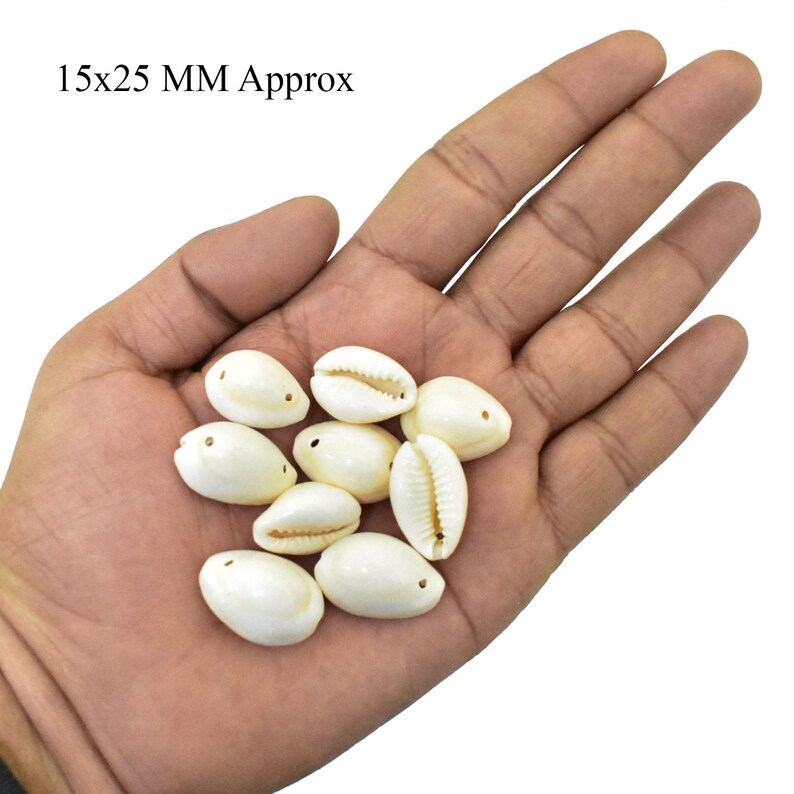 Cowries Seashell Natural Seashell Beach Decor Single Hole - Etsy