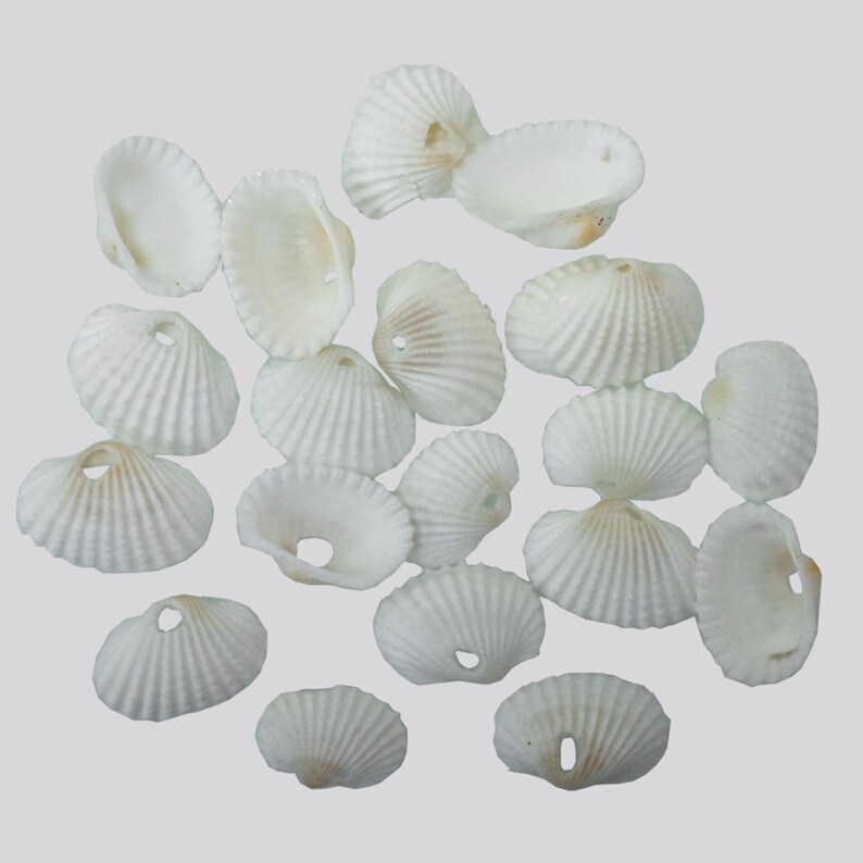 Cup Shell Beads Tiny Sea Shells Natural Small Seashellscraft - Etsy