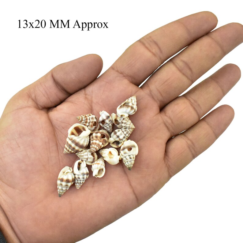 Tiny Nassa Sea Shells Small Seashells Natural Single Hole Sea Shells ...