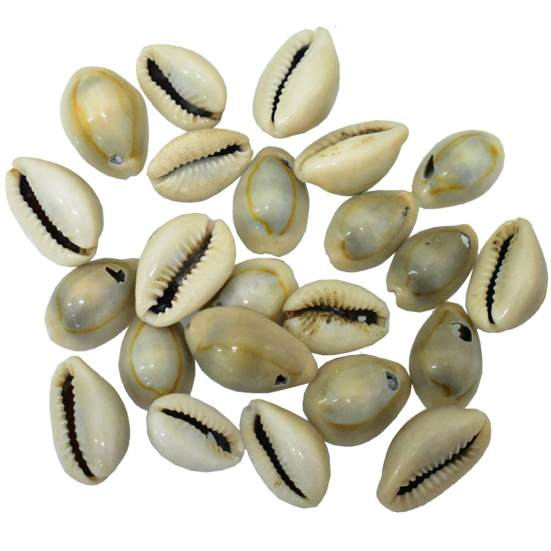 Cowries Seashell Natural Seashell Beach Decor Single Hole Seashell ...
