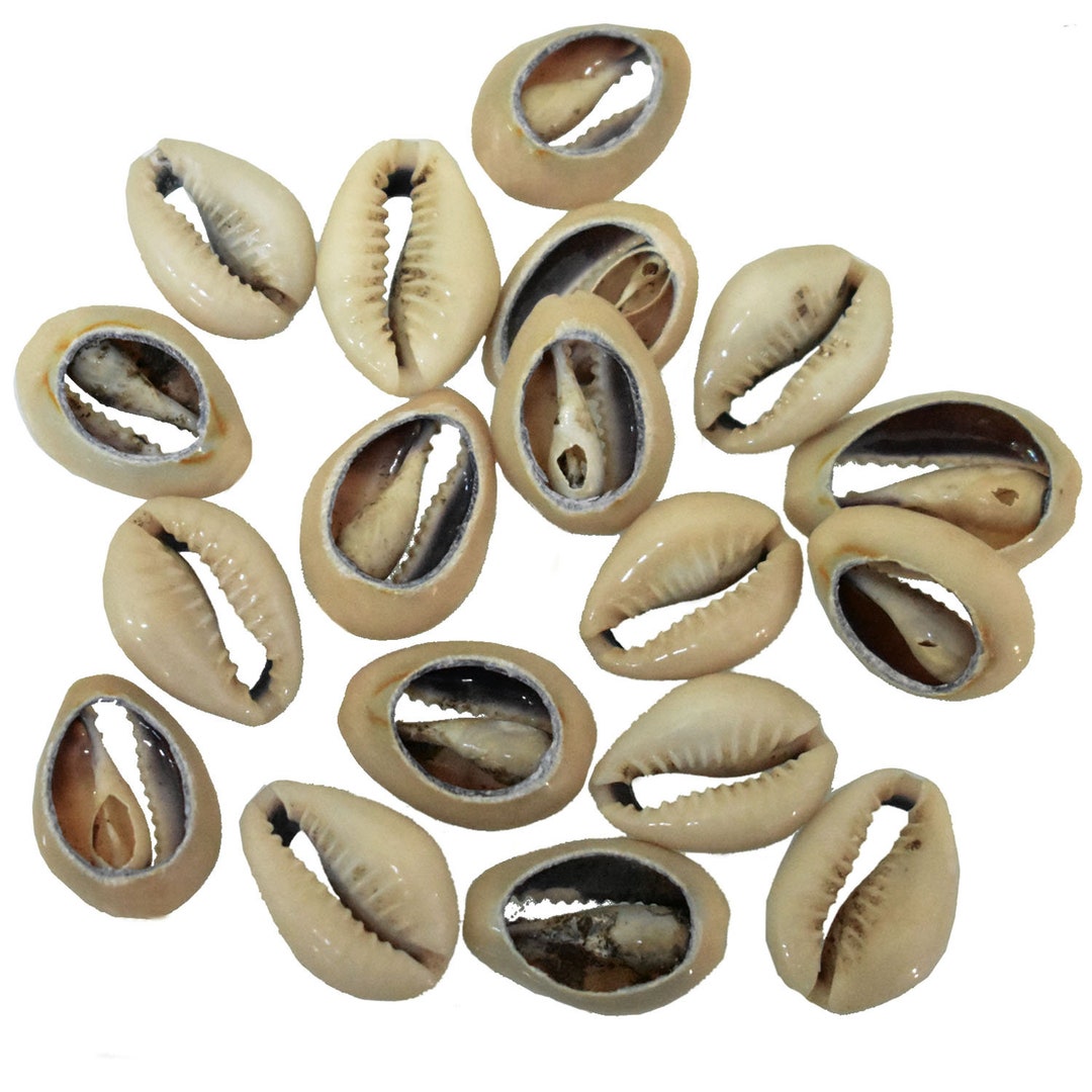 Seashell Cowries Natural Seashell Beach Decor Open Seashell Cowry Beads ...