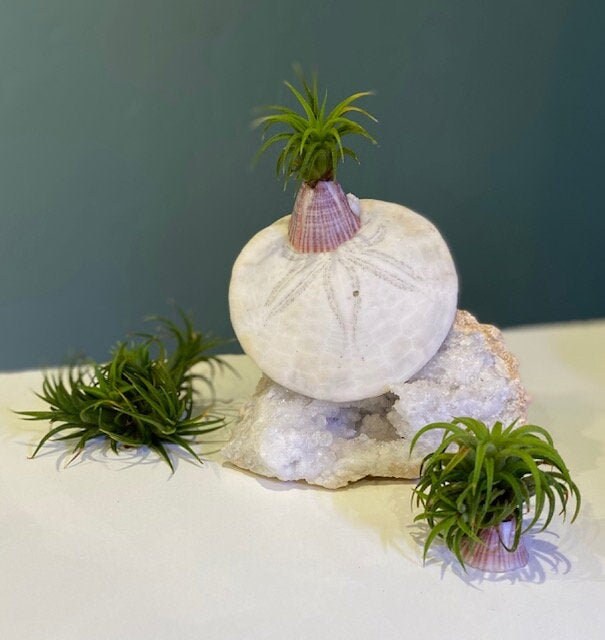 Natural Beautiful Found Barnacle Shell With a Tillandsias - Etsy