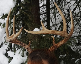 Sika Deer Antler Replicas | Etsy