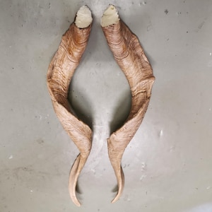 Replica Greek Goat Horns - Etsy