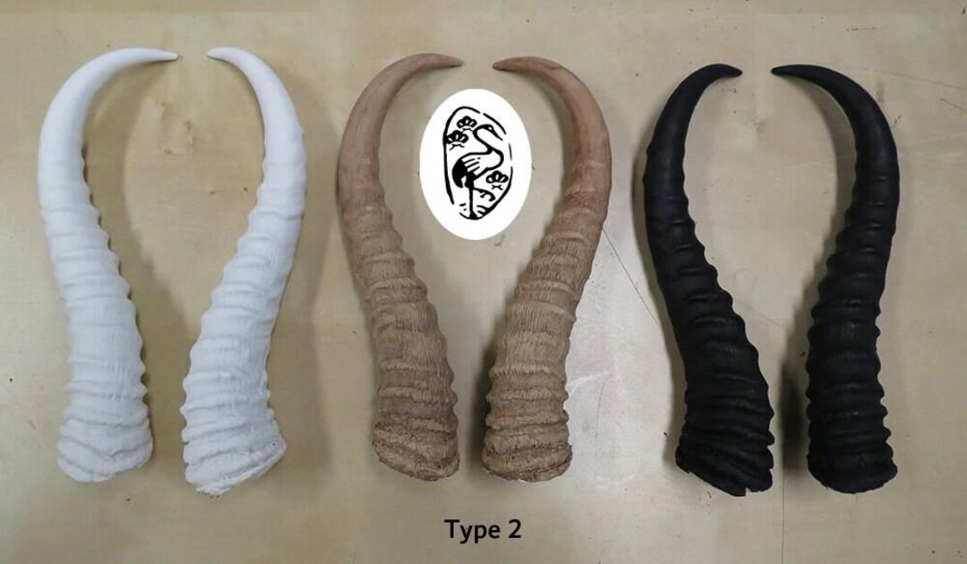 Replica Springbok Horns Type 2 - Etsy