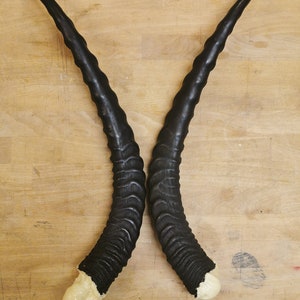 Replica Grant's Gazelle Horns - Etsy