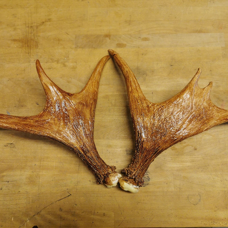 Moose Costume - Etsy