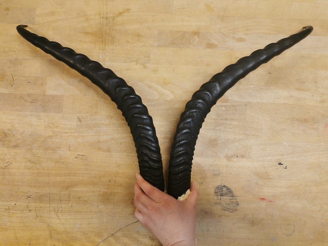 Replica Grant's Gazelle Horns - Etsy
