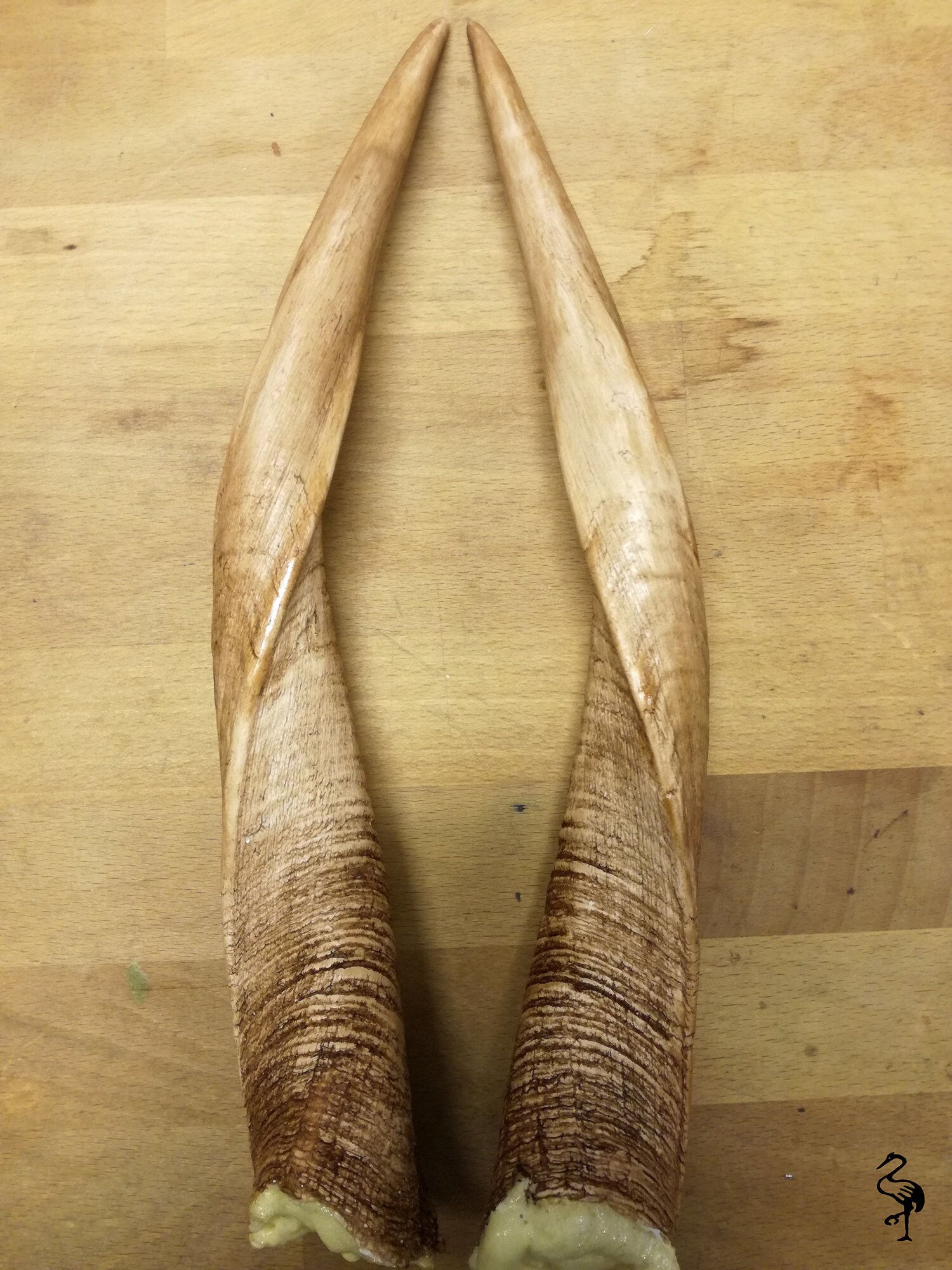 Bushbuck Horn Replicas - Etsy UK