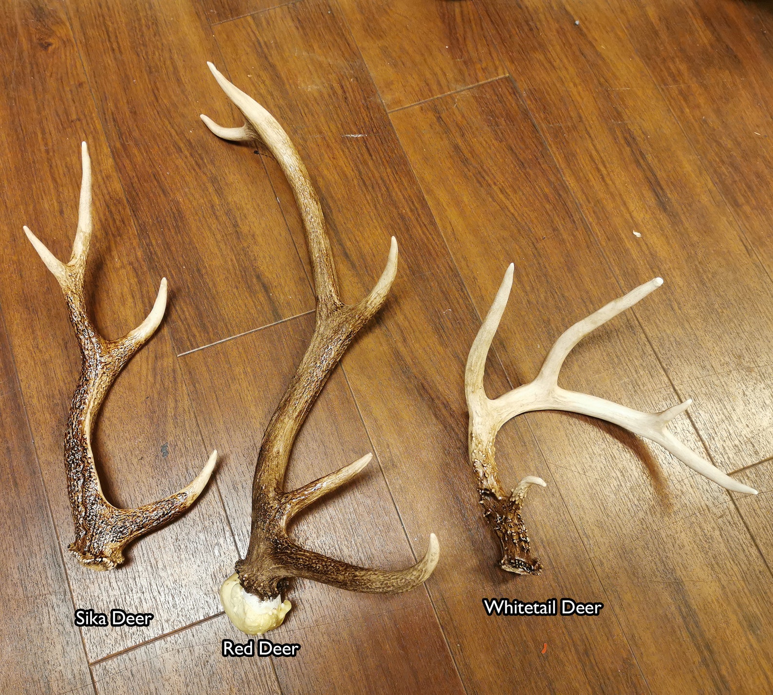 Sika Deer Antler Replicas | Etsy