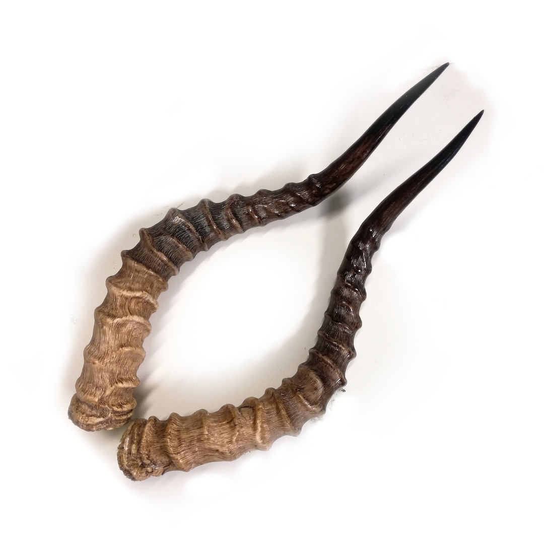 Replica Impala Antelope Horns - Etsy
