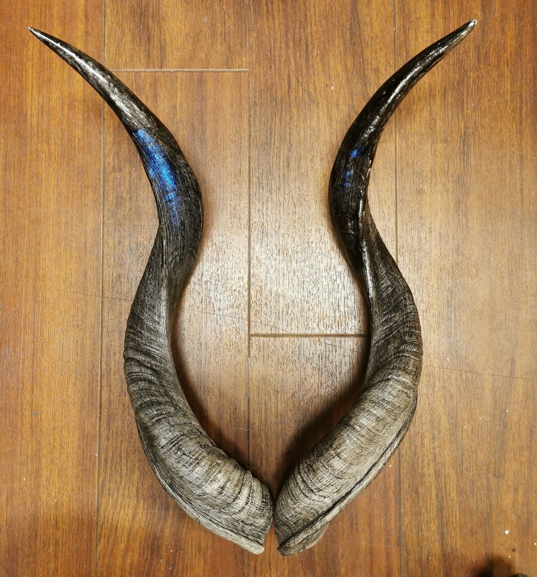 Replica Kudu Horns - Etsy