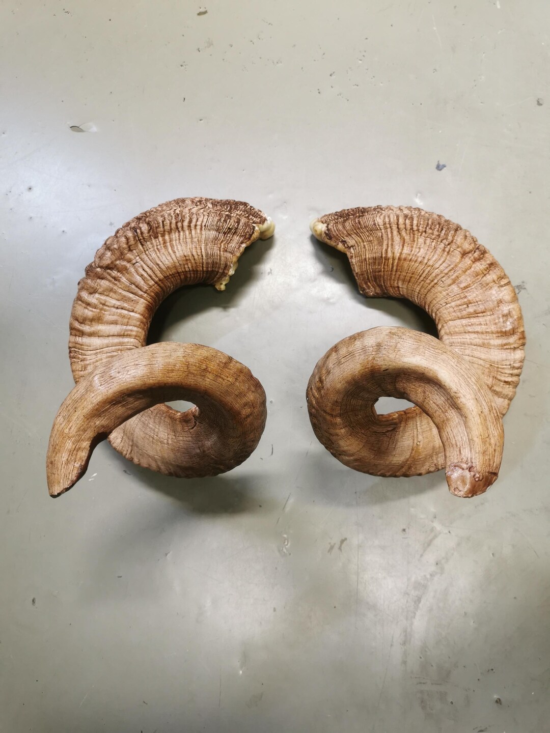 READY TO SHIP Large Sheep Replica Horn Replicas - Etsy