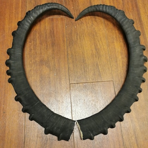 Replica Large Ibex Horns - Etsy