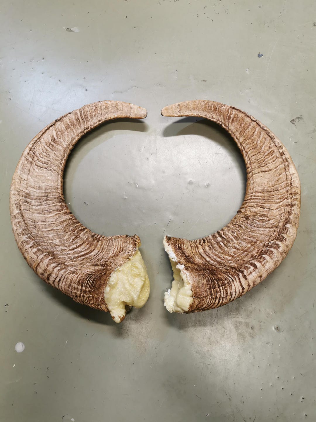 Small Urial Sheep Replica Horns - Etsy