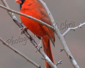 Red Cardinal in Tree, Red Cardinal Fall Leaves, Red Bird, Fall Leaves ...