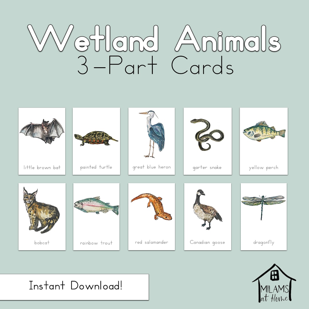 Wetland Animals 3 Part Cards, Montessori, Homeschool, Reggio Emilia ...
