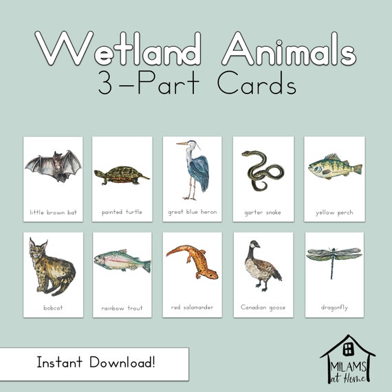 Wetlands Animals Adaptations