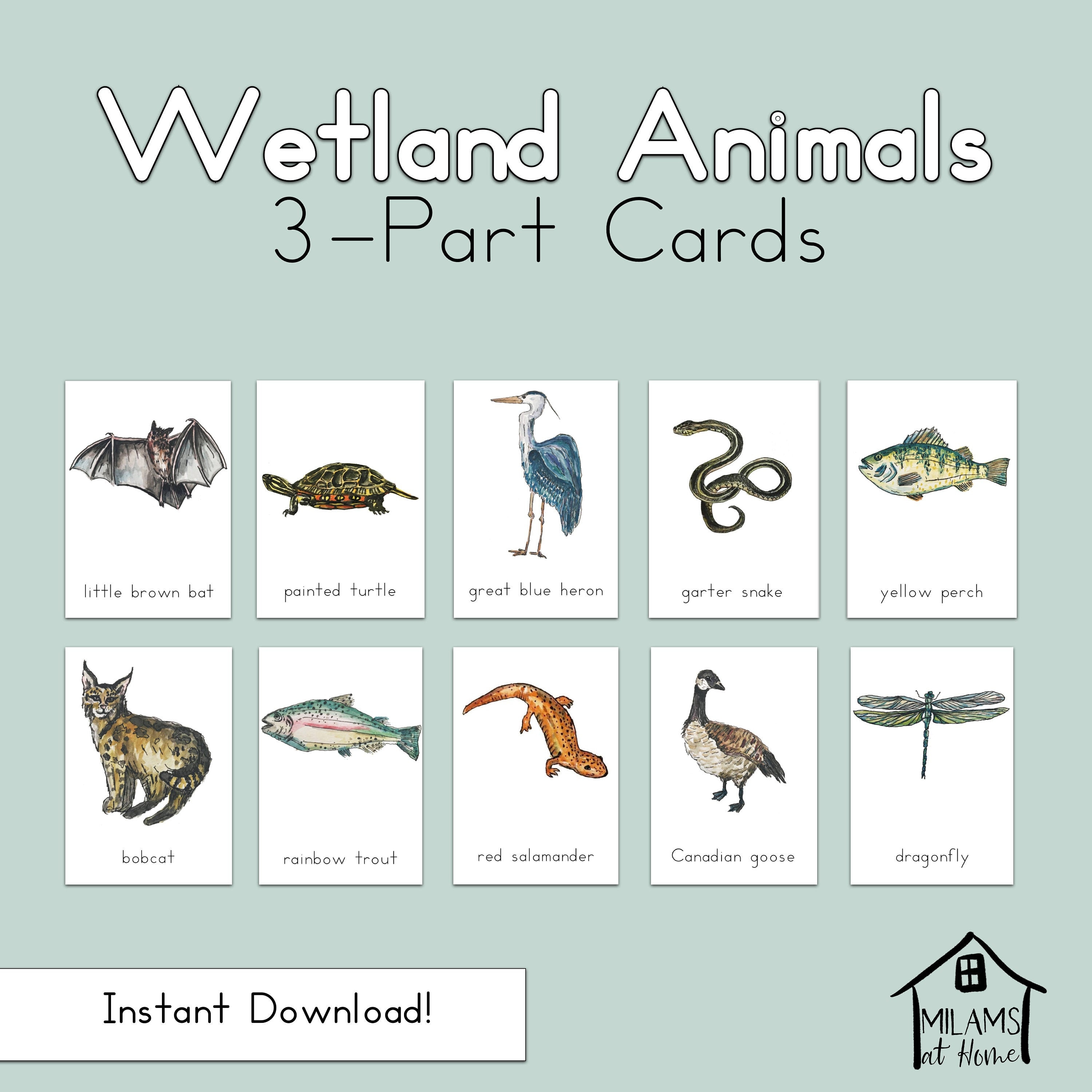 Wetland Animals 3 Part Cards, Montessori, Homeschool, Reggio Emilia ...