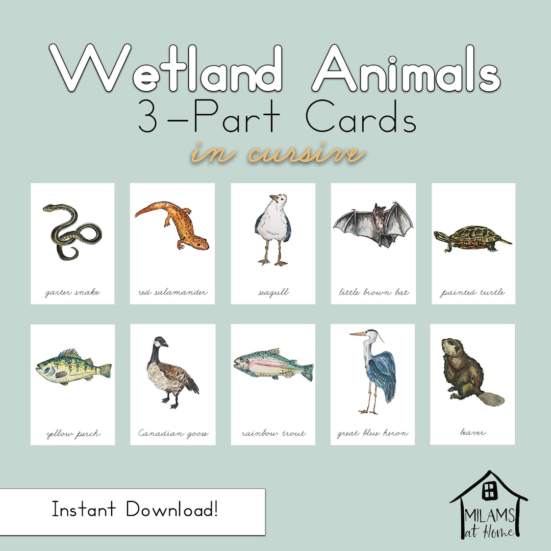 Wetland Animals 3 Part Cards, Montessori, Homeschool, Reggio Emilia ...