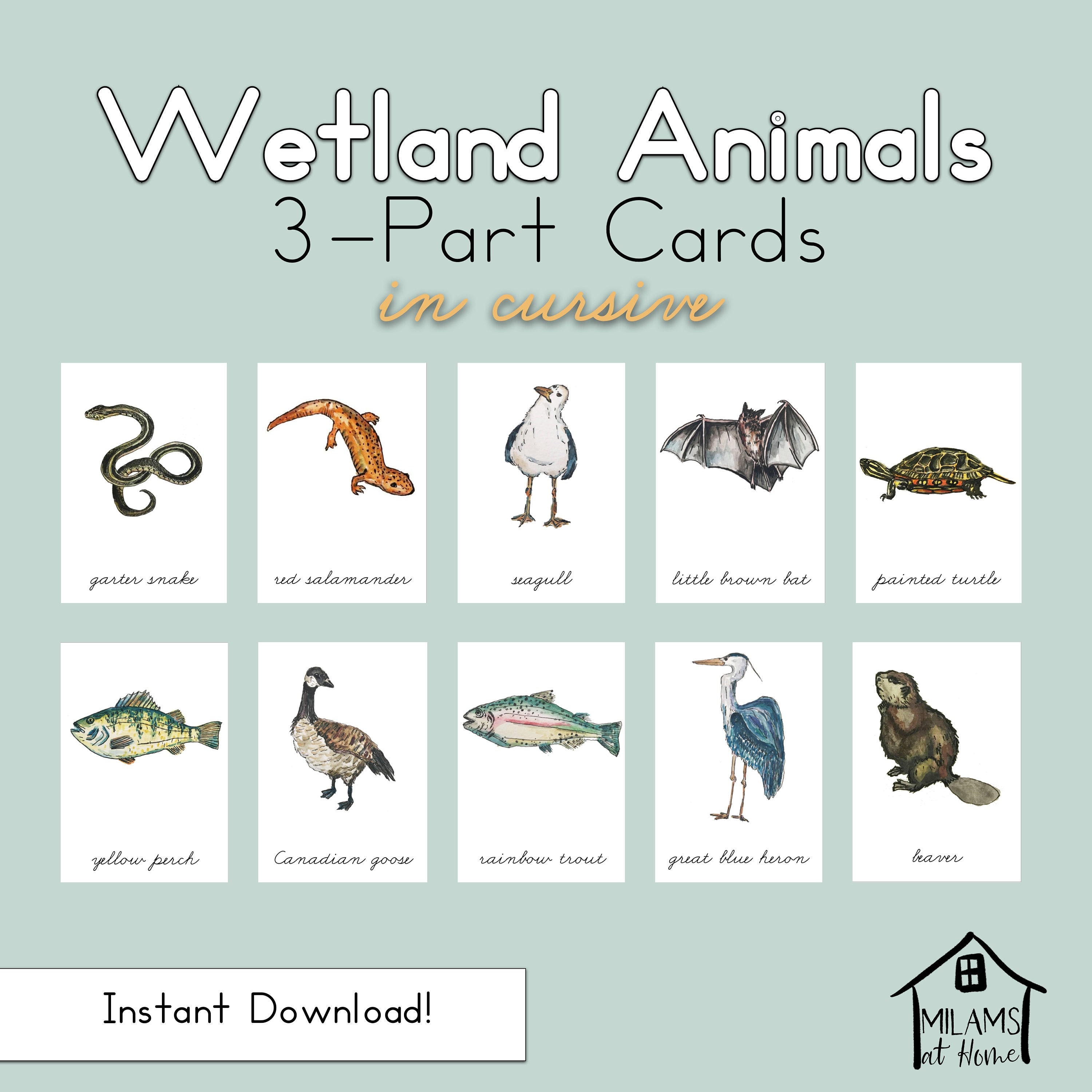 Wetlands Animals