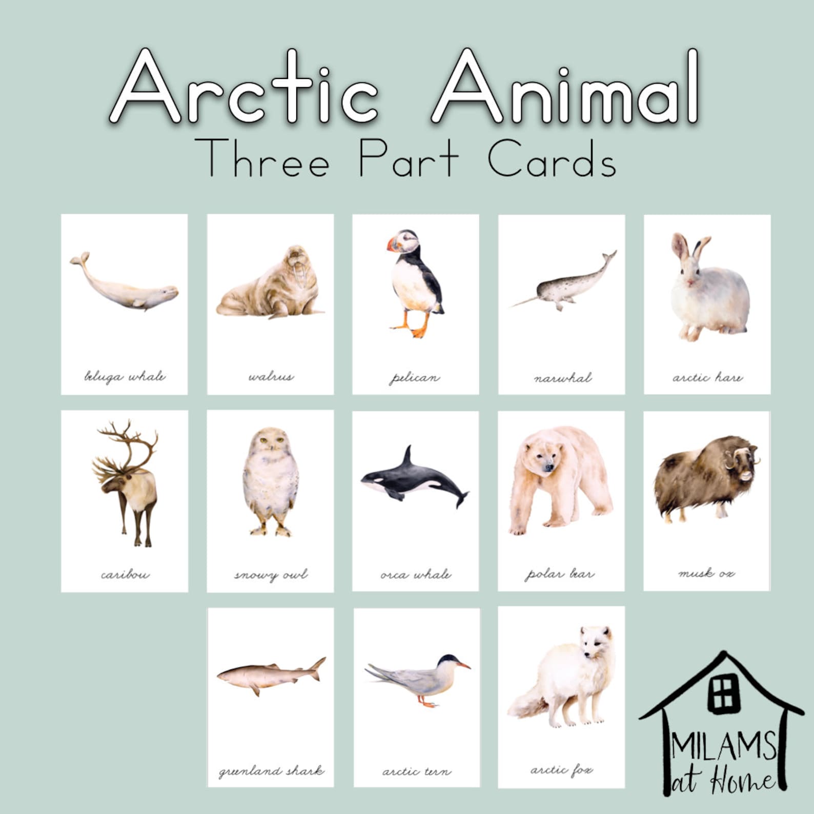 Arctic Animals Cursive 3 Part Cards, Montessori, Homeschool, Reggio ...