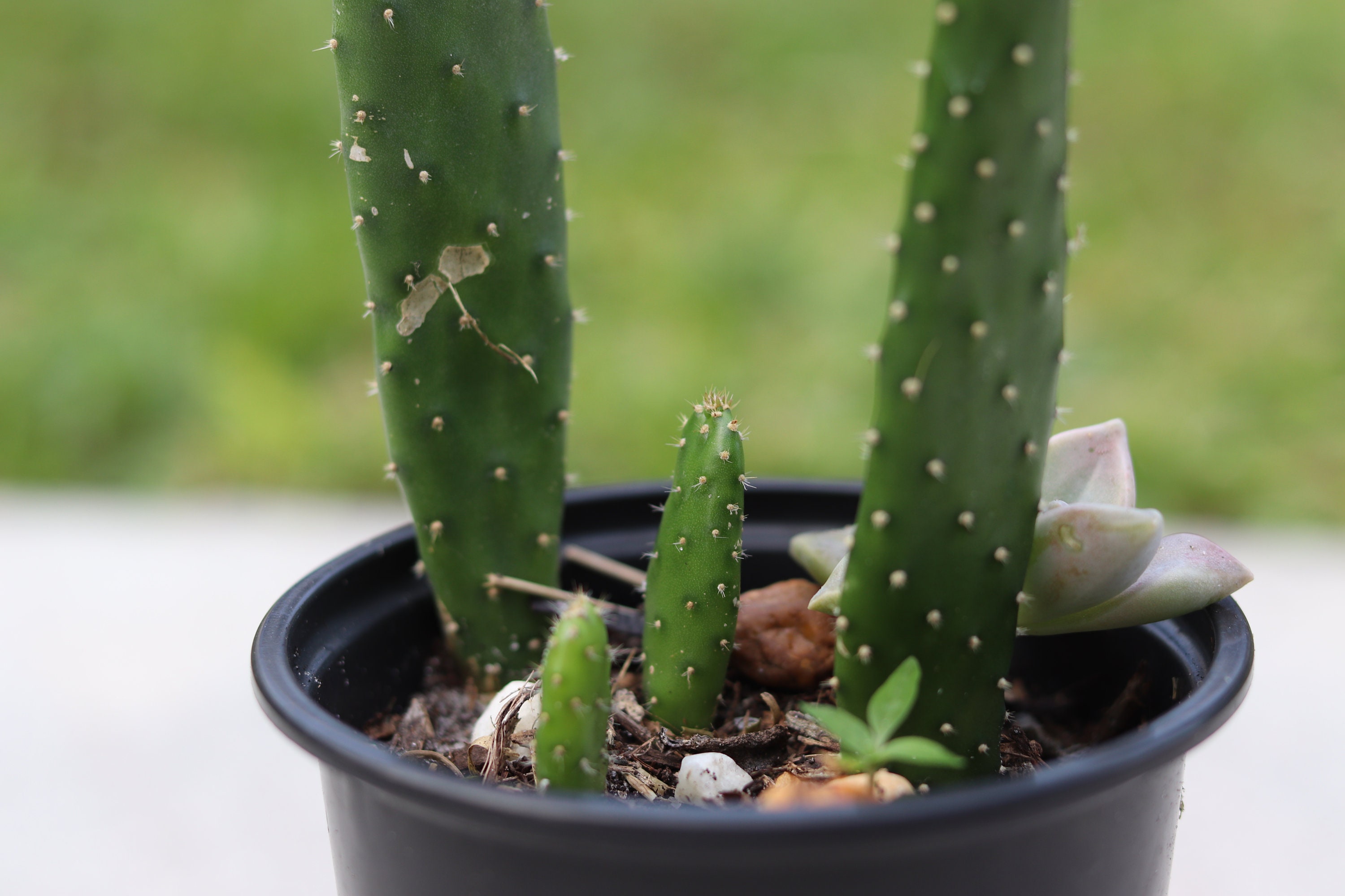 Nopal Prickly Pear Optunia Cactus Pads House Plant Plant Gift Cactus ...