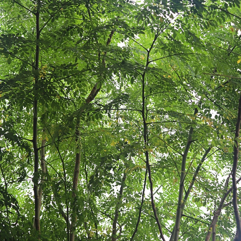 Moringa Tree of Life - Etsy