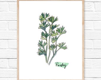 parsley drawing