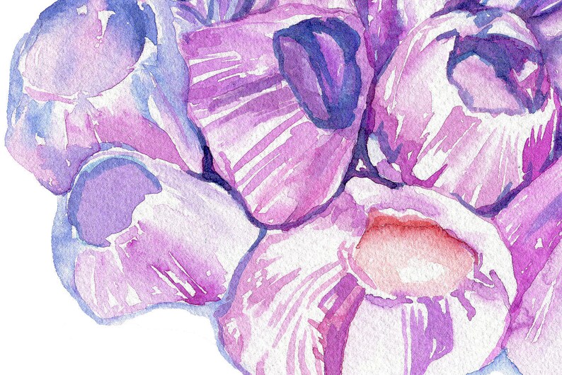 Barnacles Watercolor Print - Etsy