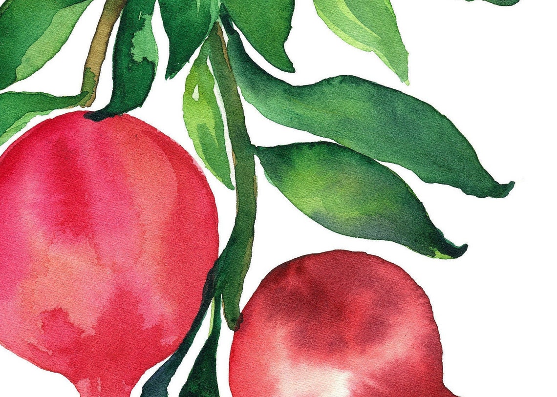 Pomegranate Watercolor Print - Etsy