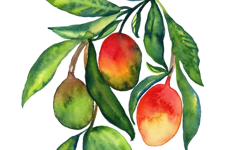 Mango Watercolor Print - Etsy