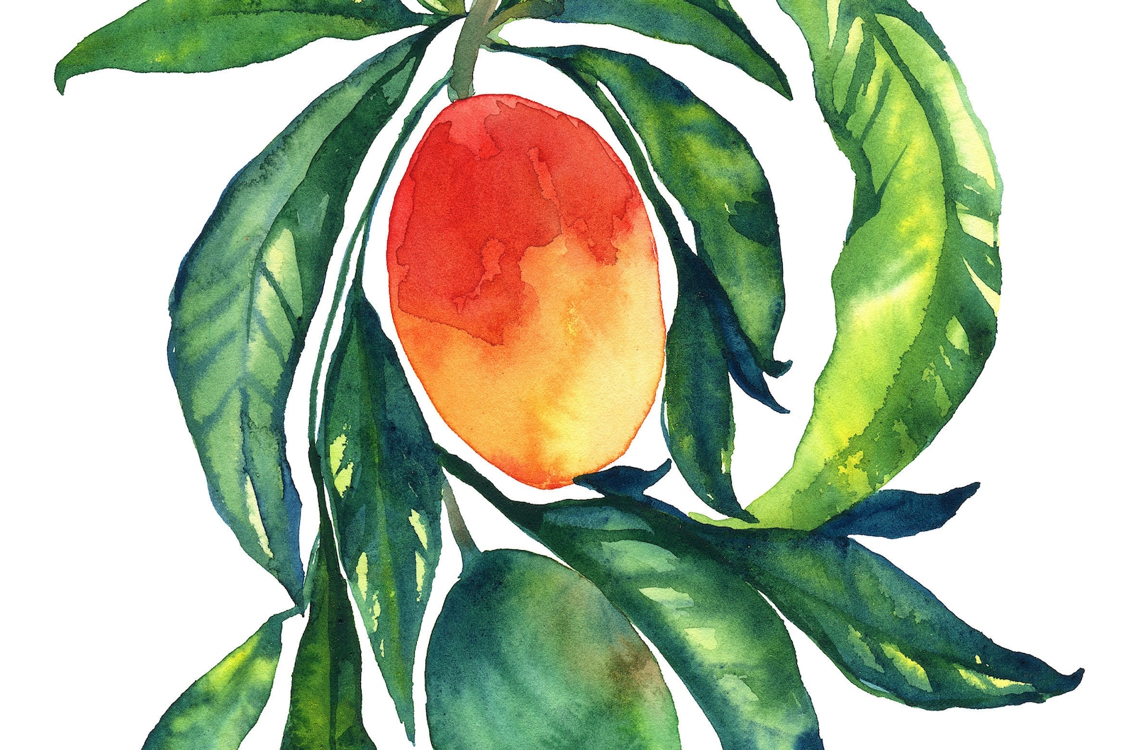 Mango Watercolor Print - Etsy