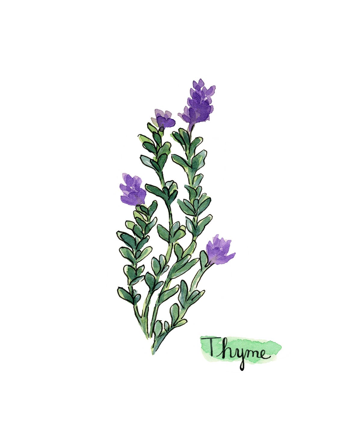 Watercolor Thyme Herb Print - Etsy