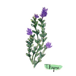 Watercolor Thyme Herb Print - Etsy