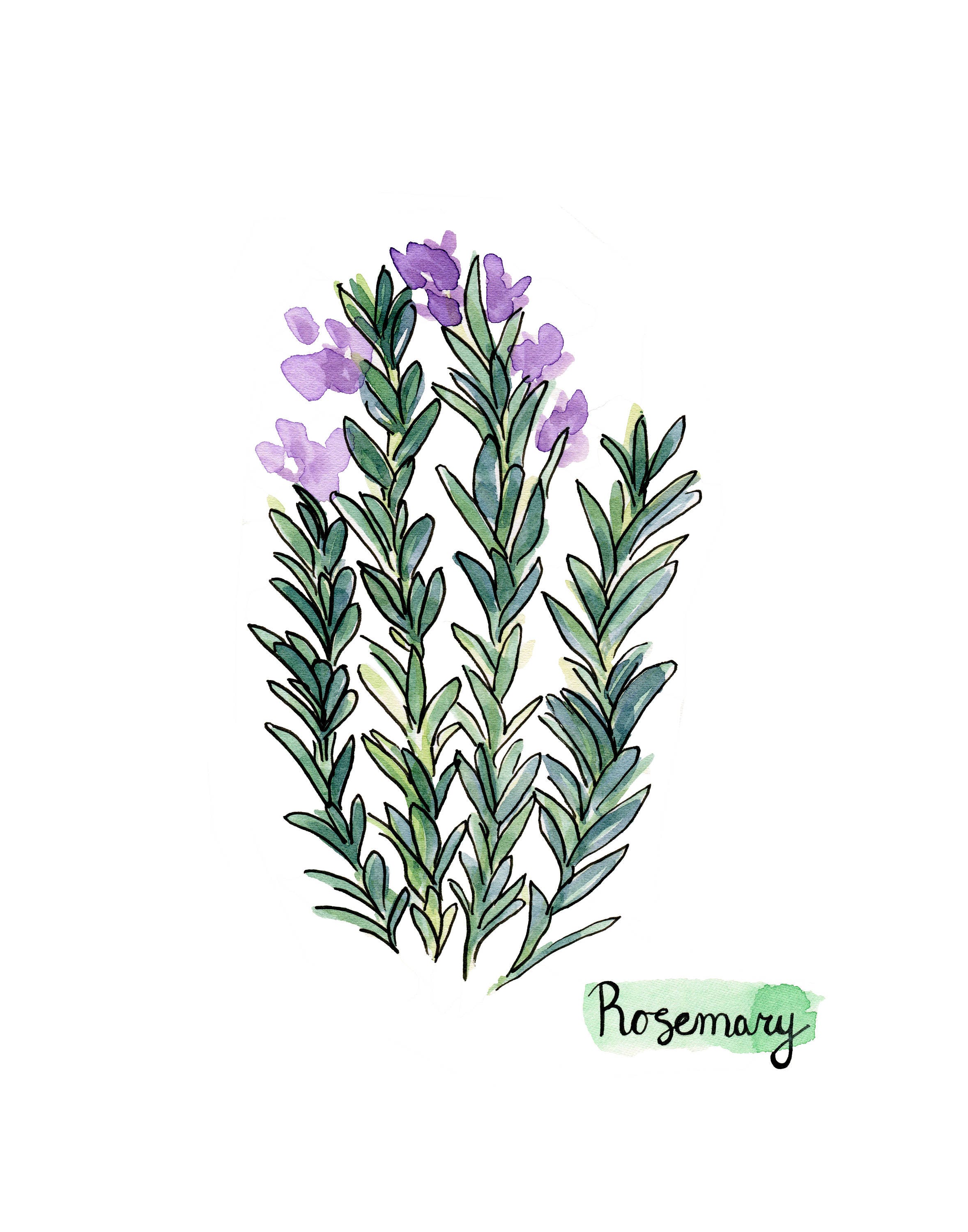 Rosemary Flower Illustration