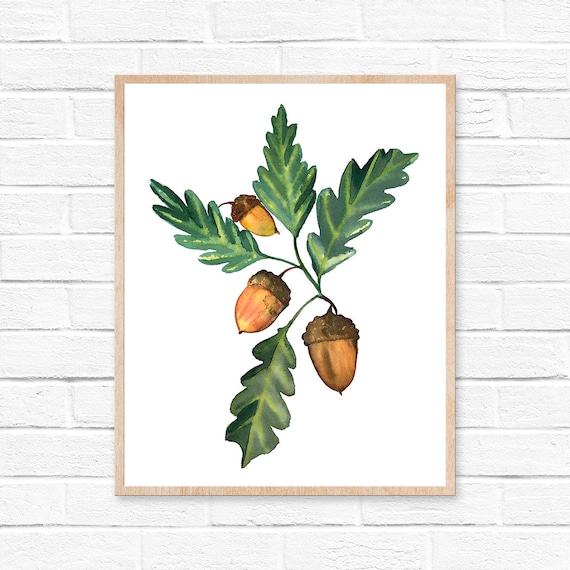 Watercolor Acorn Prints | Etsy