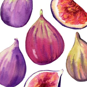 Watercolor Fig Print - Etsy