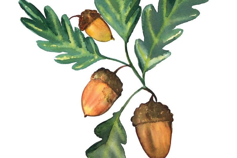 Watercolor Acorn Prints | Etsy