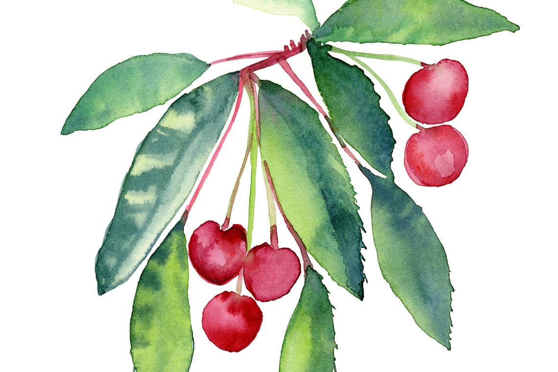 Cherry Watercolor Print - Etsy