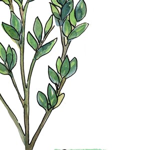 Oregano Herb Watercolor Print - Etsy