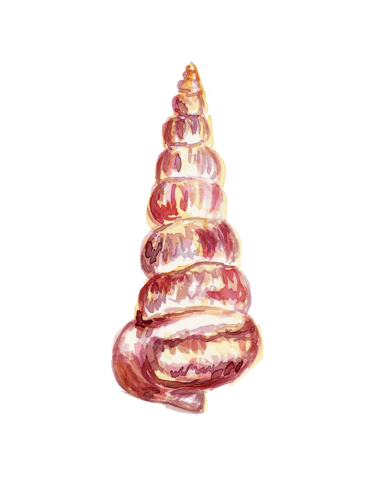 Shell Set of 3 Watercolor Print | Etsy