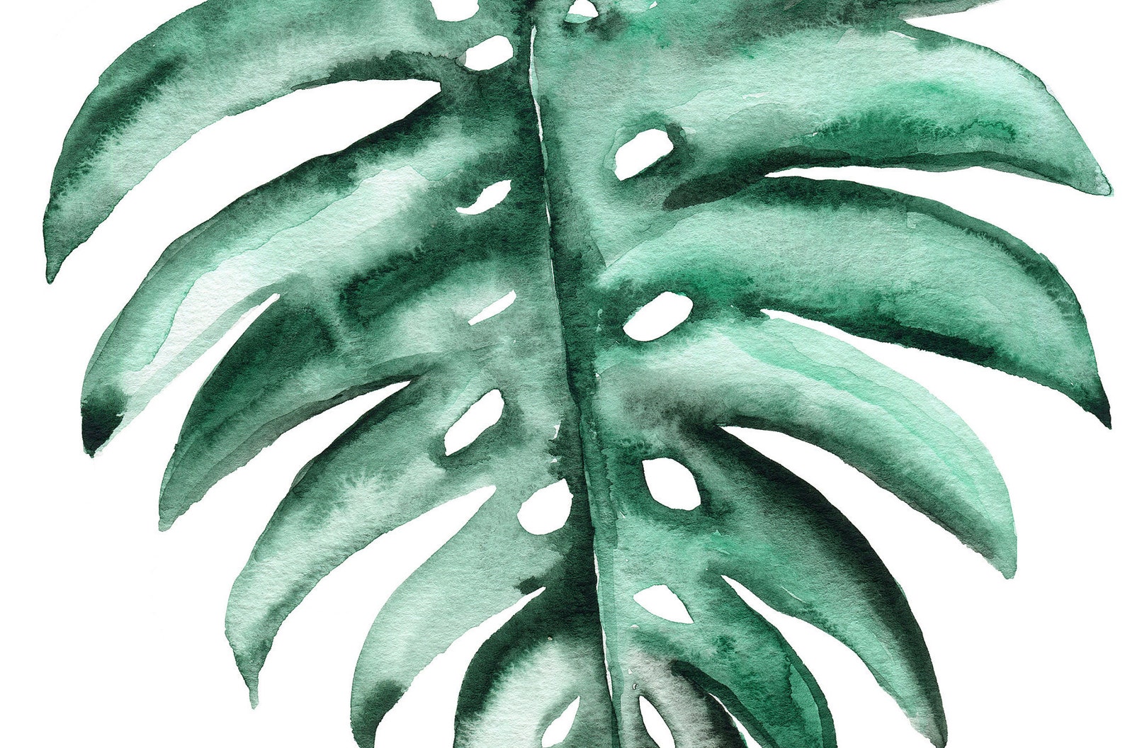 Monstera Deliciosa Art Print - Etsy