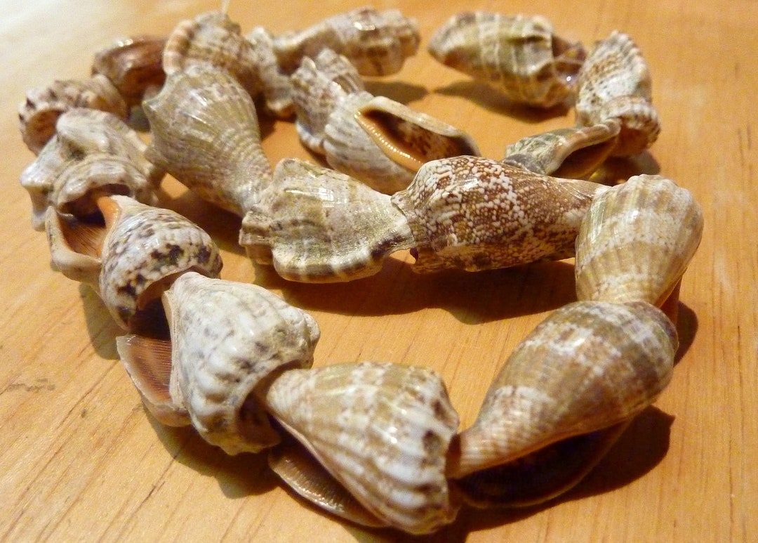 19 Shell Strand of Shell Beads, Great Condition. (shell Strand #6) - Etsy