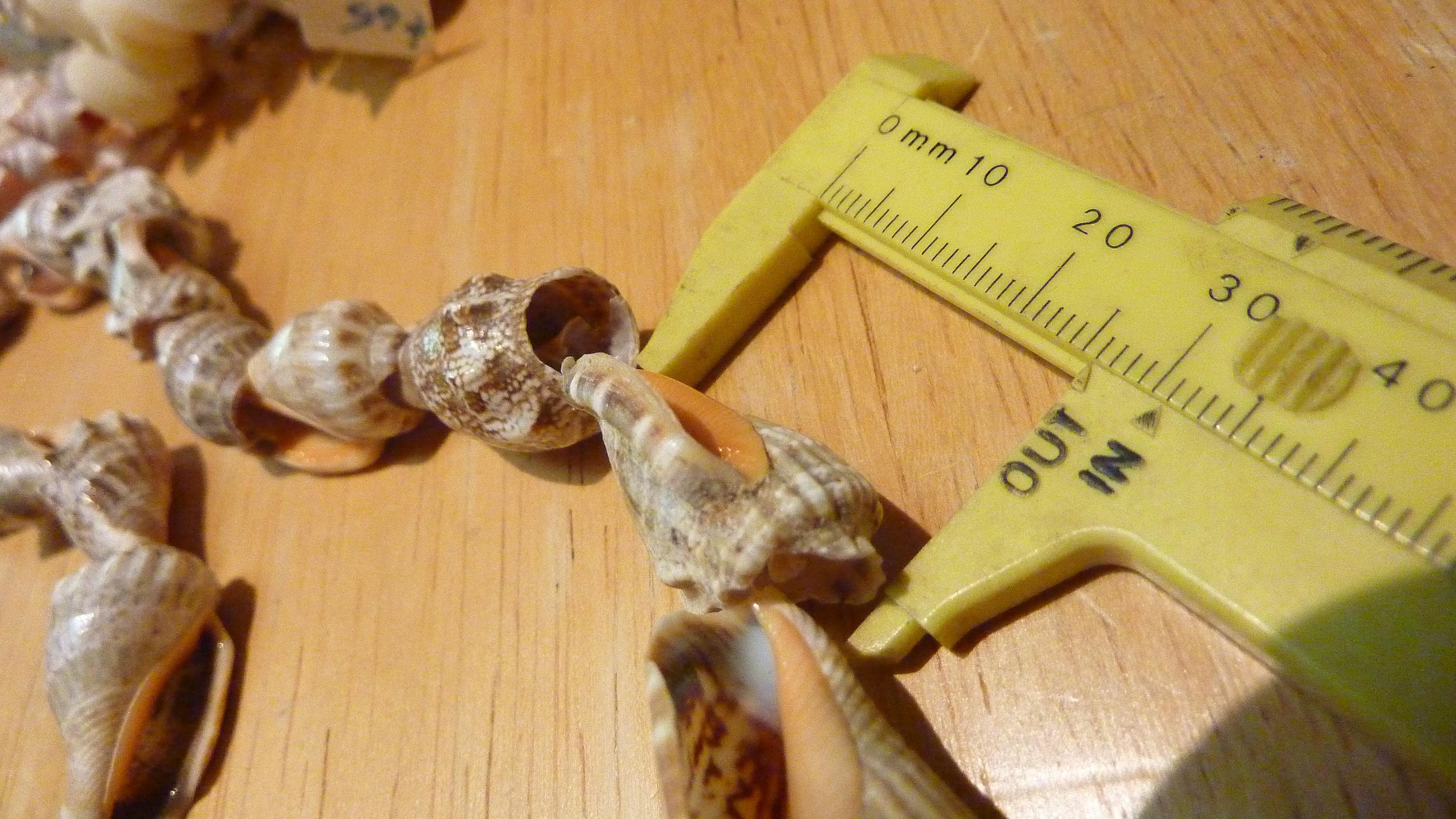 19 Shell Strand of Shell Beads, Great Condition. (shell Strand #6) - Etsy