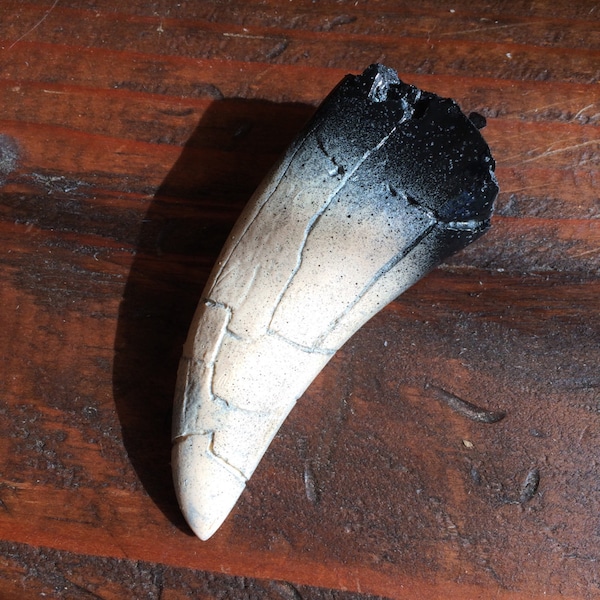Dragon Tooth - Etsy