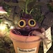 Mandrake Plant Seedling Adorable Magical Root in A Small Terracotta Pot ...
