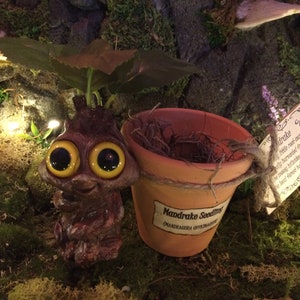 Mandrake Plant Seedling - Adorable Magical Root in A Small Terracotta ...